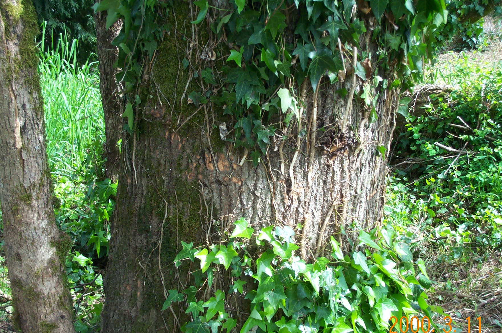 ivy tree – Clackamas Soil and Water Conservation District