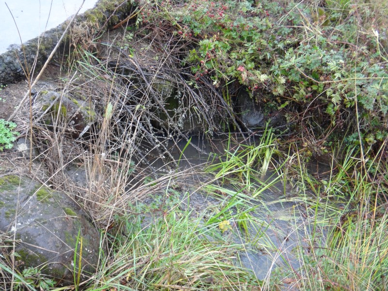 Ditch_stream-29Sep2013 – Clackamas Soil and Water Conservation District