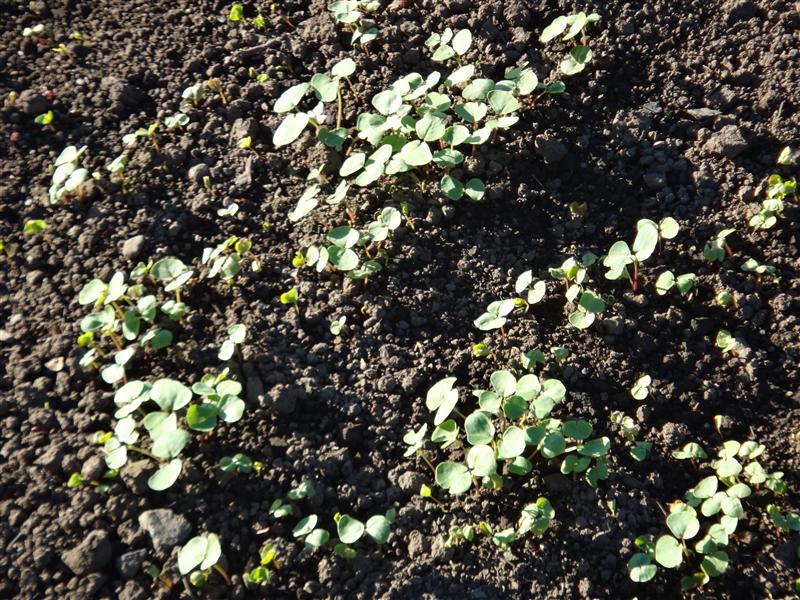 Buckwheat_germinating-7Sep2013 – Clackamas Soil and Water Conservation ...