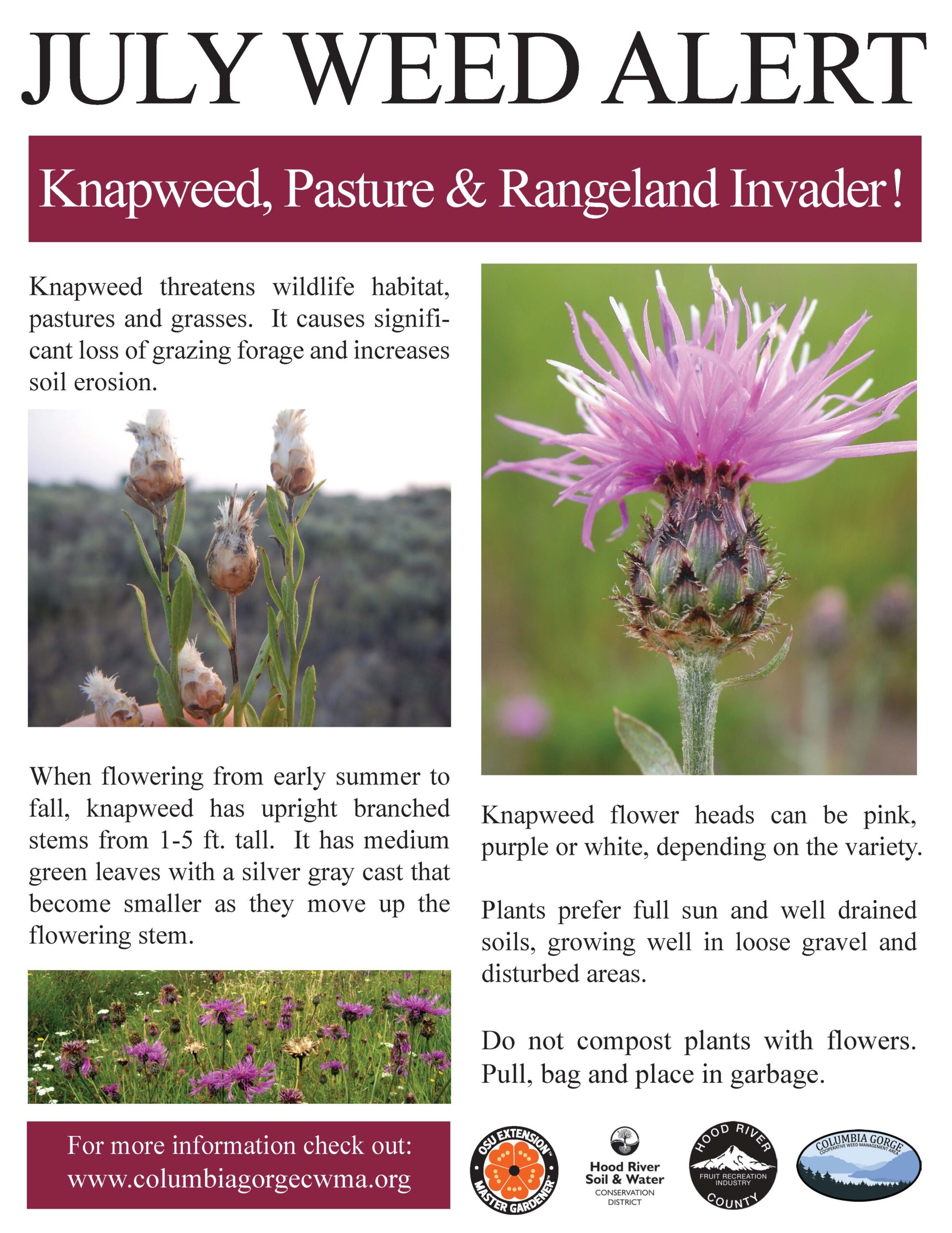 Knapweed_July Weed Alert_Poster – Clackamas Soil and Water Conservation ...