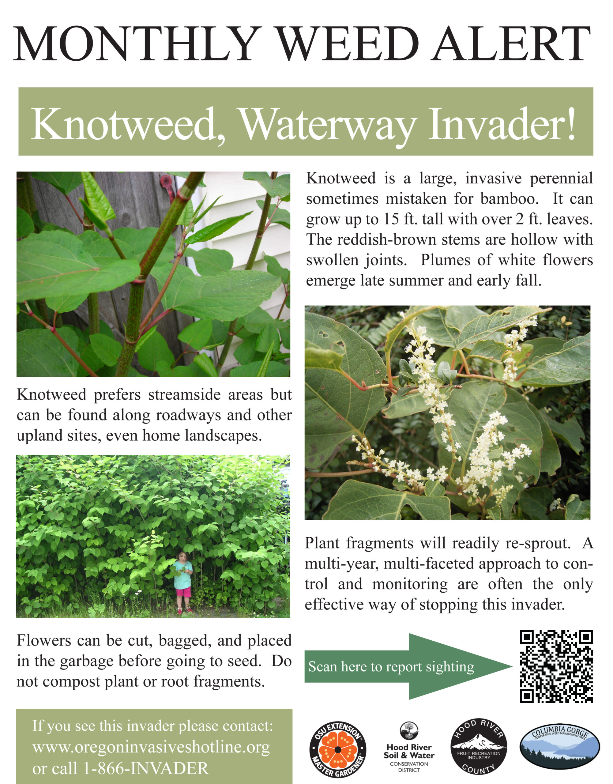 September-Knotweed-Weed-Alert-Poster – Clackamas Soil and Water ...