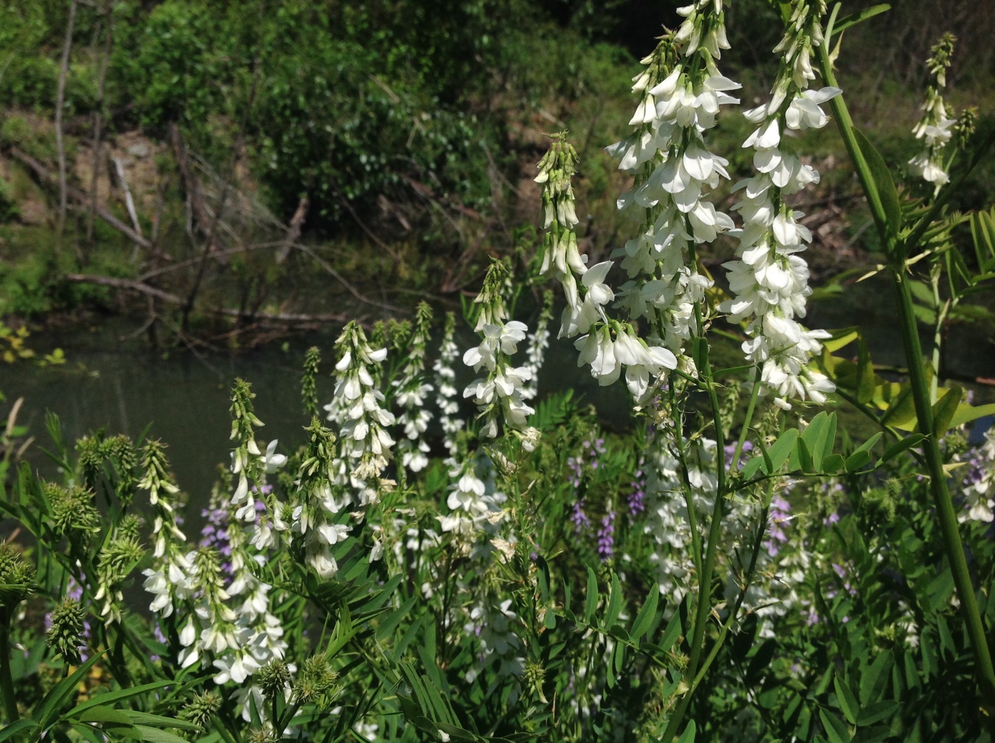 Goatsrue flowers – Clackamas Soil and Water Conservation District