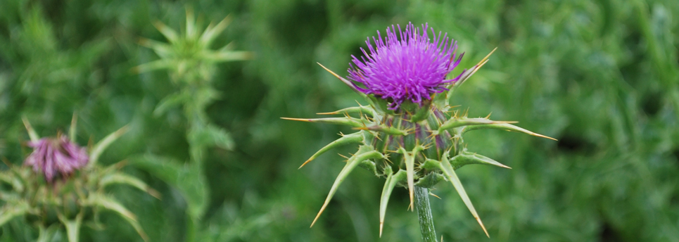 thistle slider – Clackamas Soil and Water Conservation District