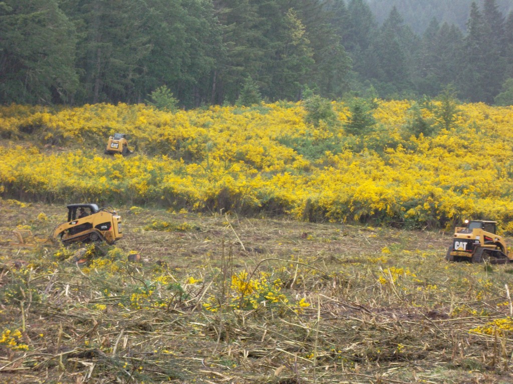 Invasive plant competition nicole – Clackamas Soil and Water ...