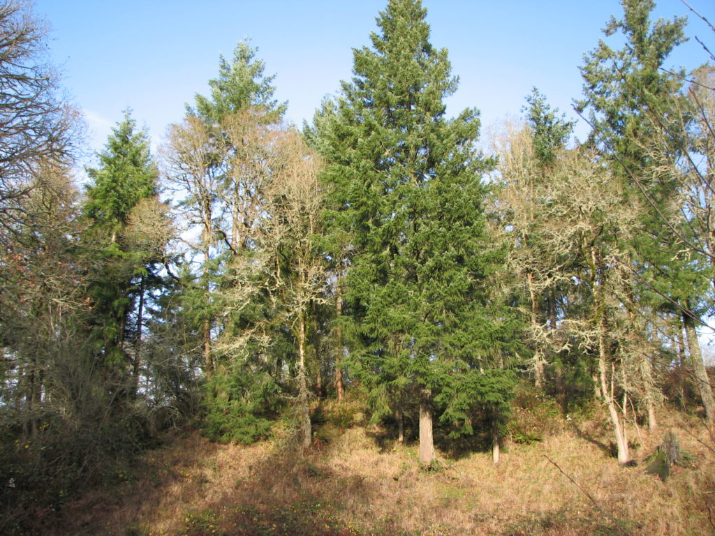 oak conifer competition by nicole – Clackamas Soil and Water ...